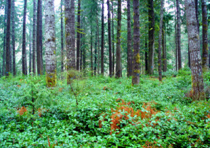 Khyber Pakhtunkhwa-Mansehra